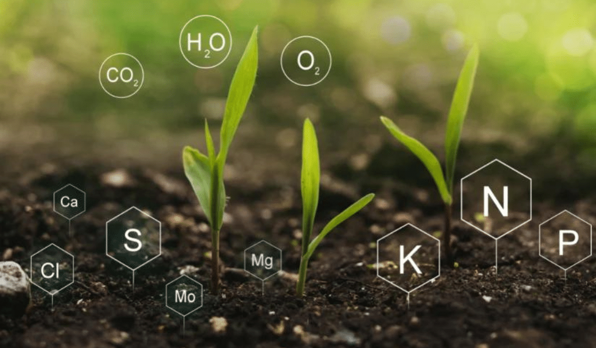 From NPK To Organic: Exploring Types Of Fertilizers Used In Agriculture ...