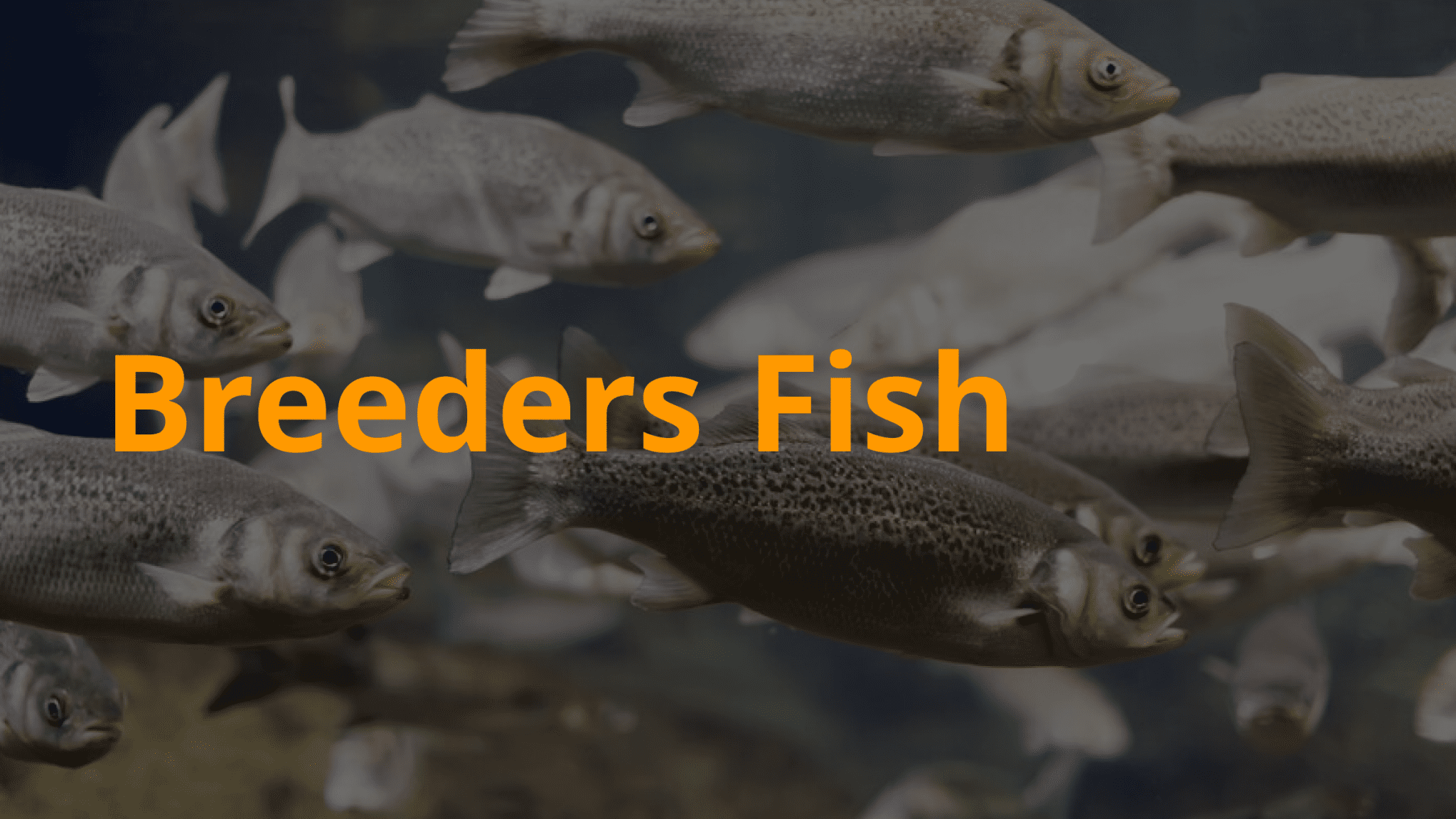 Breeders Fish 101: Essential Tips For Successful Breeding - The Chicago ...